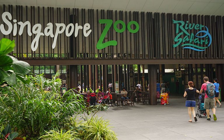 Everything about singapore zoo or mandai zoo 2022 | The Singapore Travel